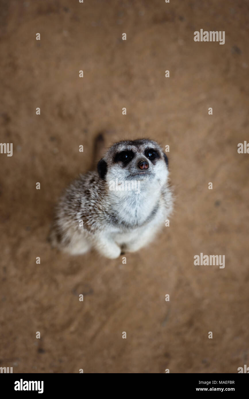 Cute close up surikat hi-res stock photography and images - Alamy