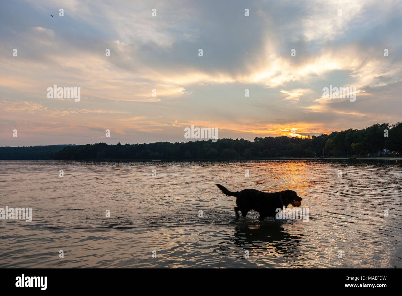Dog retrieving a ball hi-res stock photography and images - Alamy