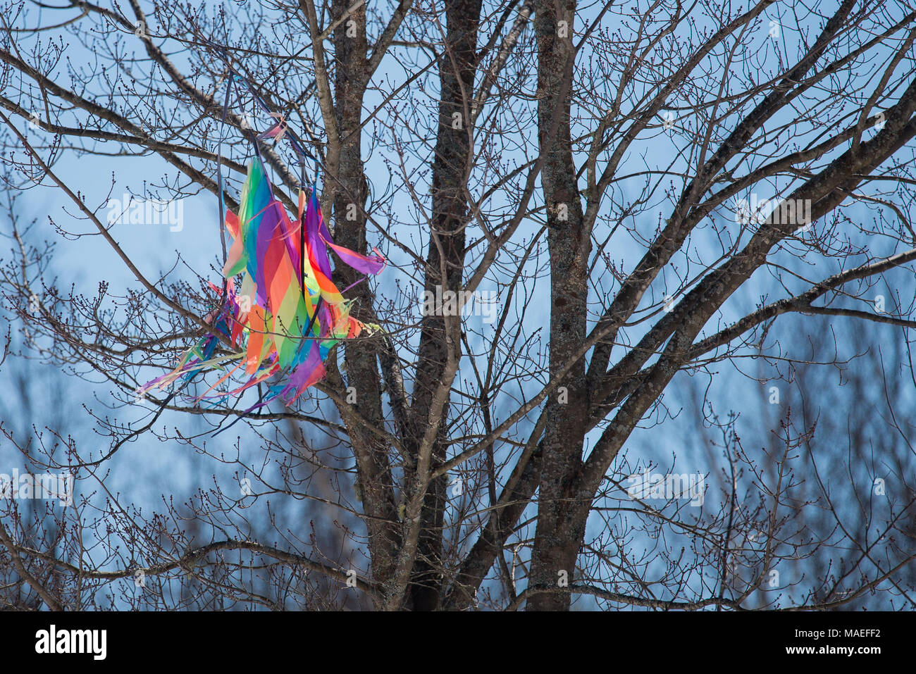Kite stuck in tree hi-res stock photography and images - Alamy