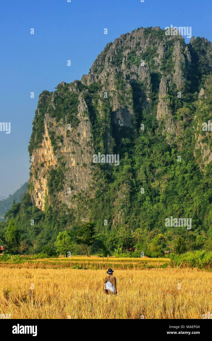 Harvested rice field surrounded by rock formations in Vang Vieng, Laos ...