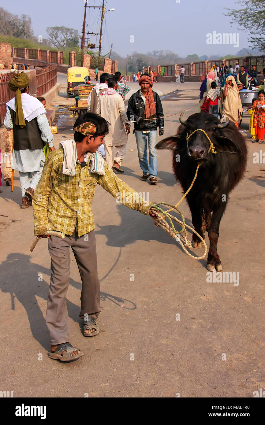 Local man walking with water buffalo in the street of Fatehpur Sikri ...