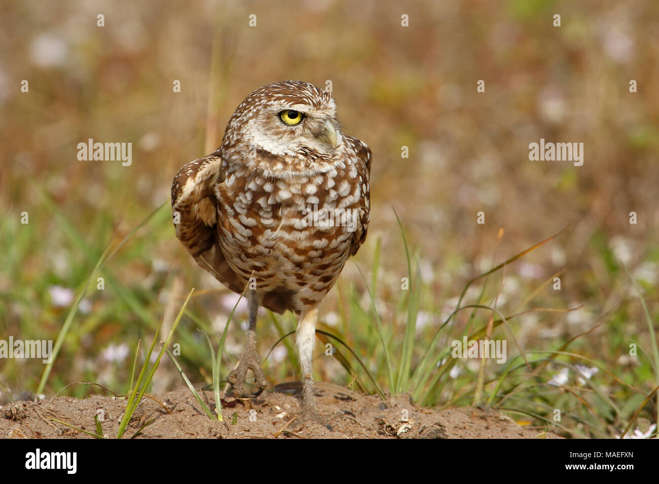 Ground burrowing animal hi-res stock photography and images - Alamy