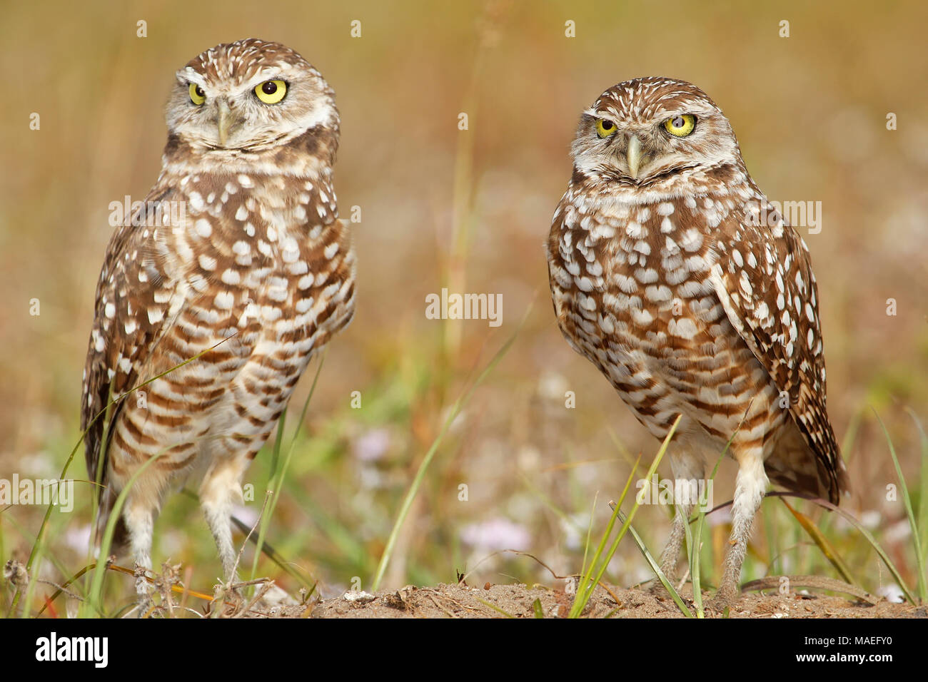 Close up burrowing owl hi-res stock photography and images - Alamy