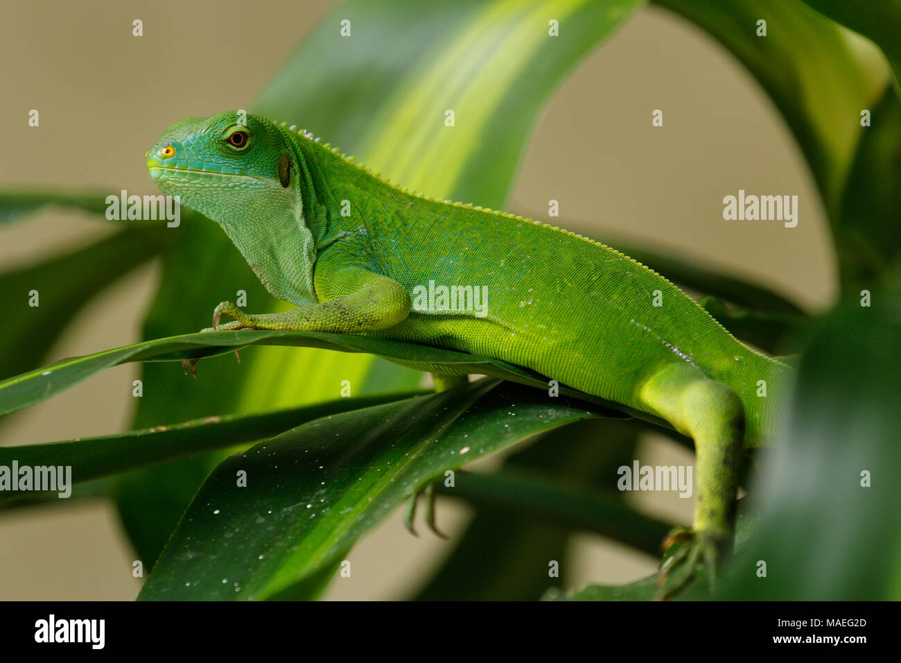 Female Fiji banded iguana (Brachylophus fasciatus) on Viti Levu Island ...