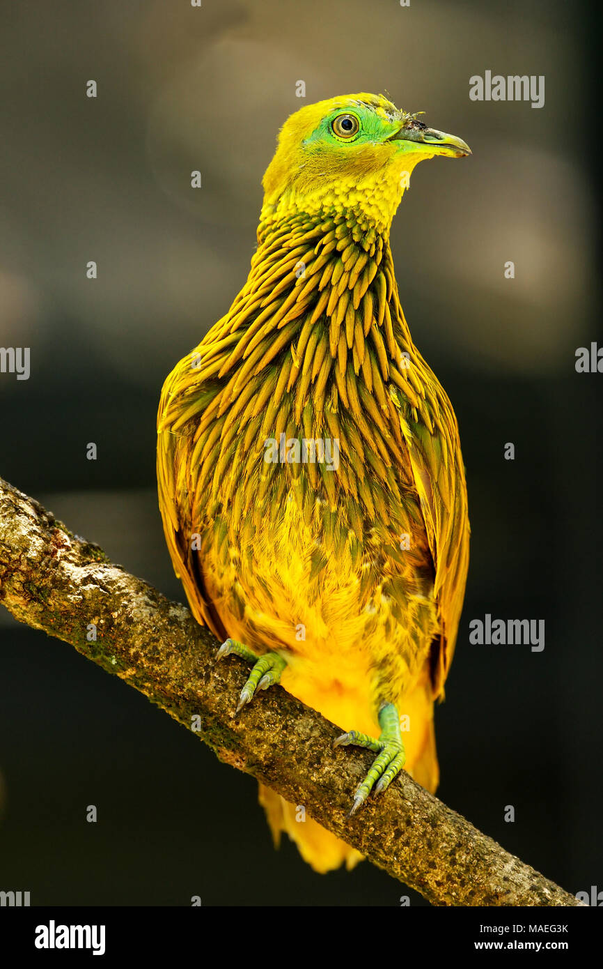 Golden dove (Ptilinopus luteovirens) sitting on a tree, Viti Levu ...