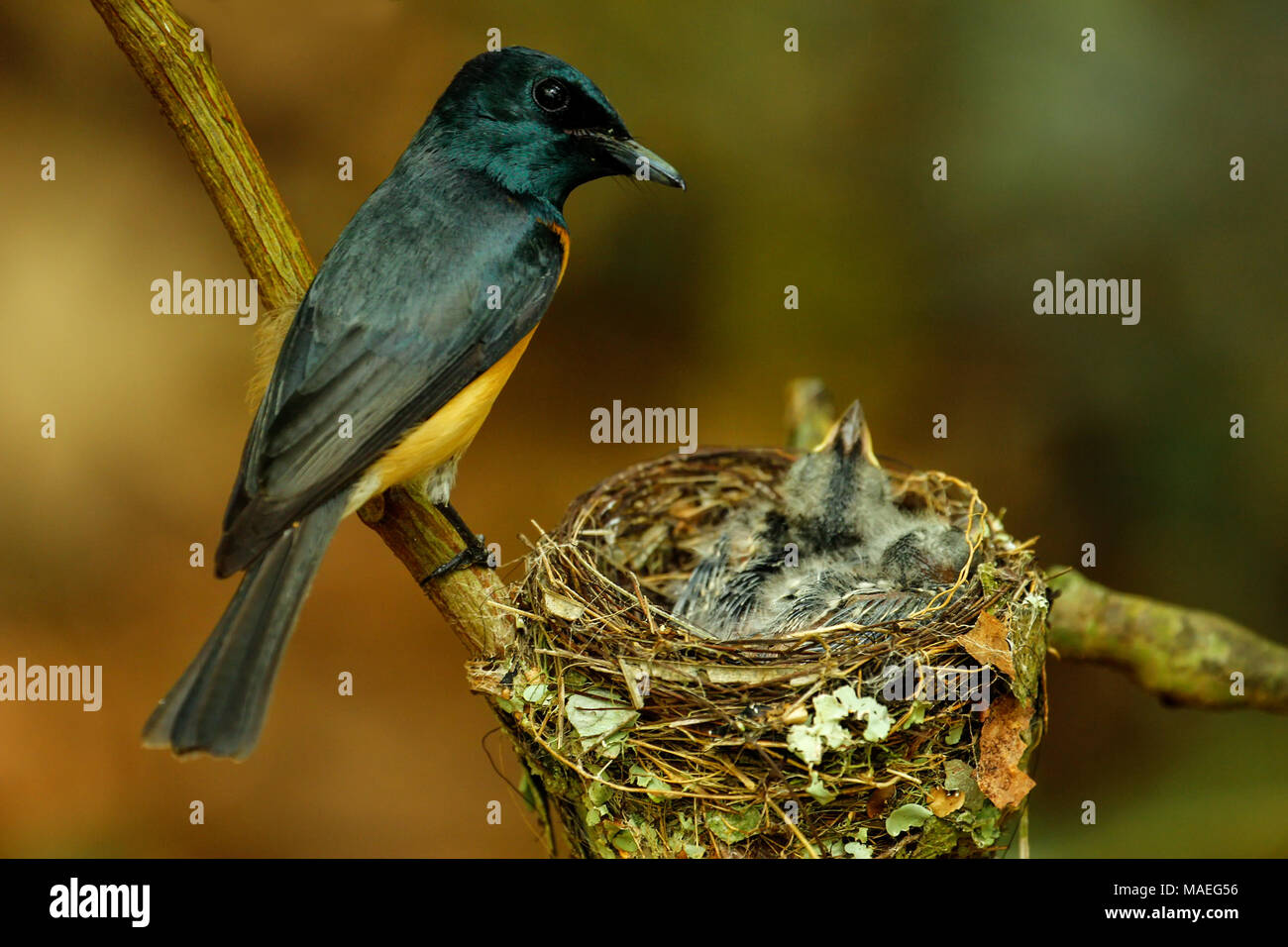 Female Vanikoro Broadbill (Myiagra vanikorensis) sitting by the nest on ...