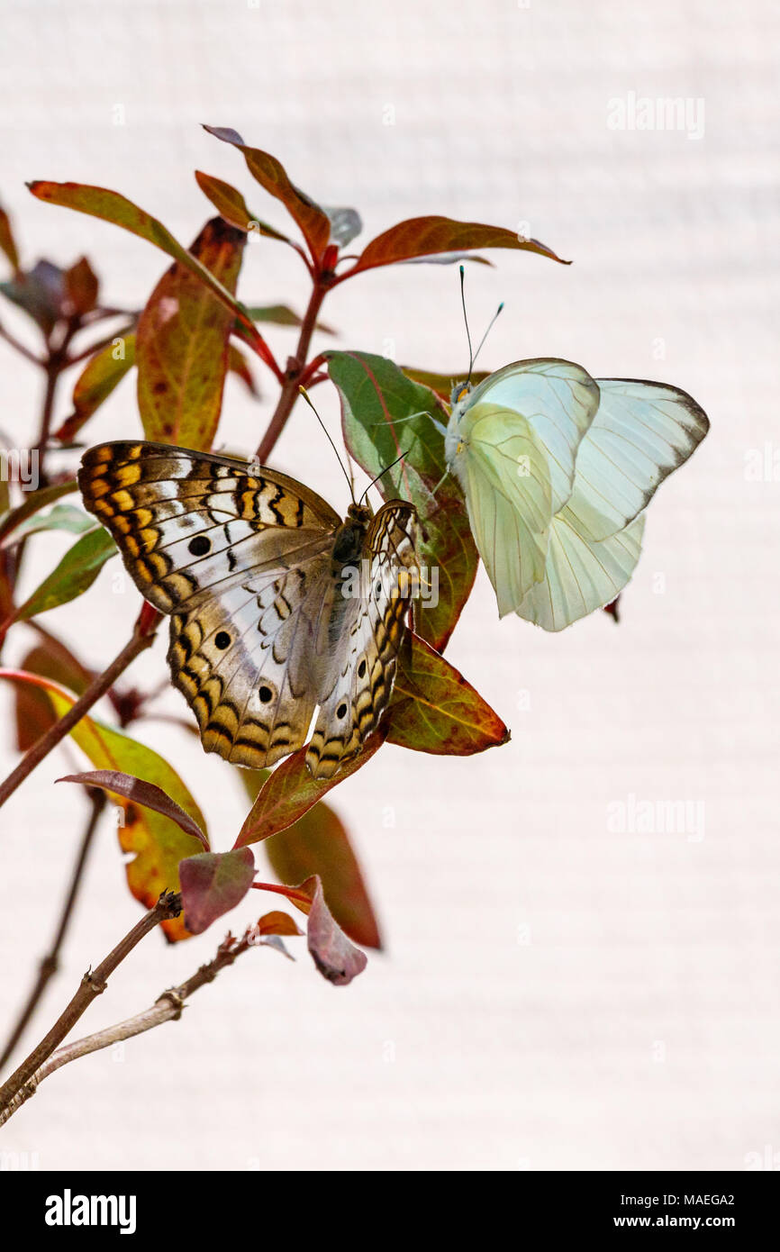 Sonoran desert butterflies hi-res stock photography and images - Alamy