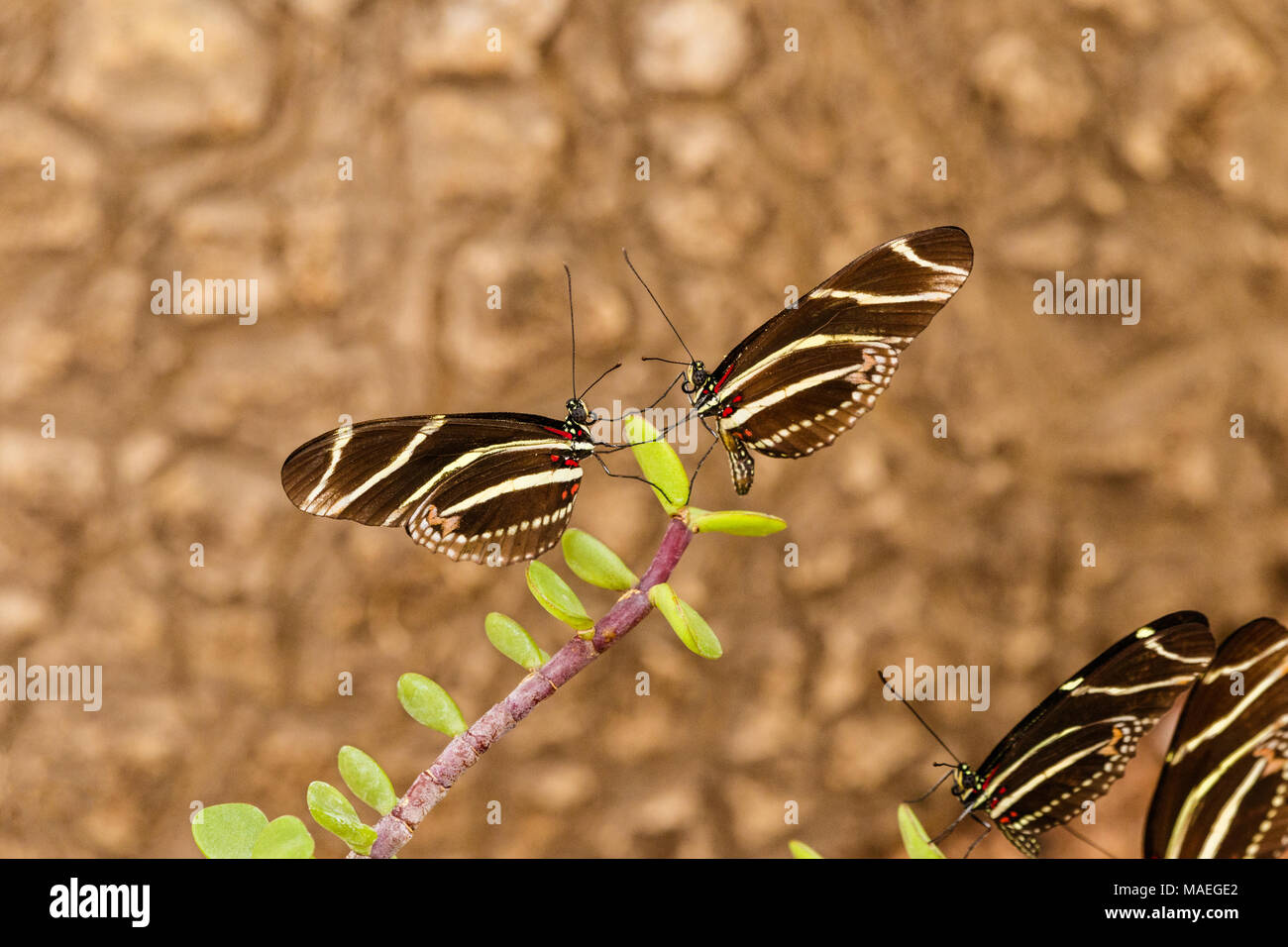 Zebra longwing butterfly wings facing hi-res stock photography and ...