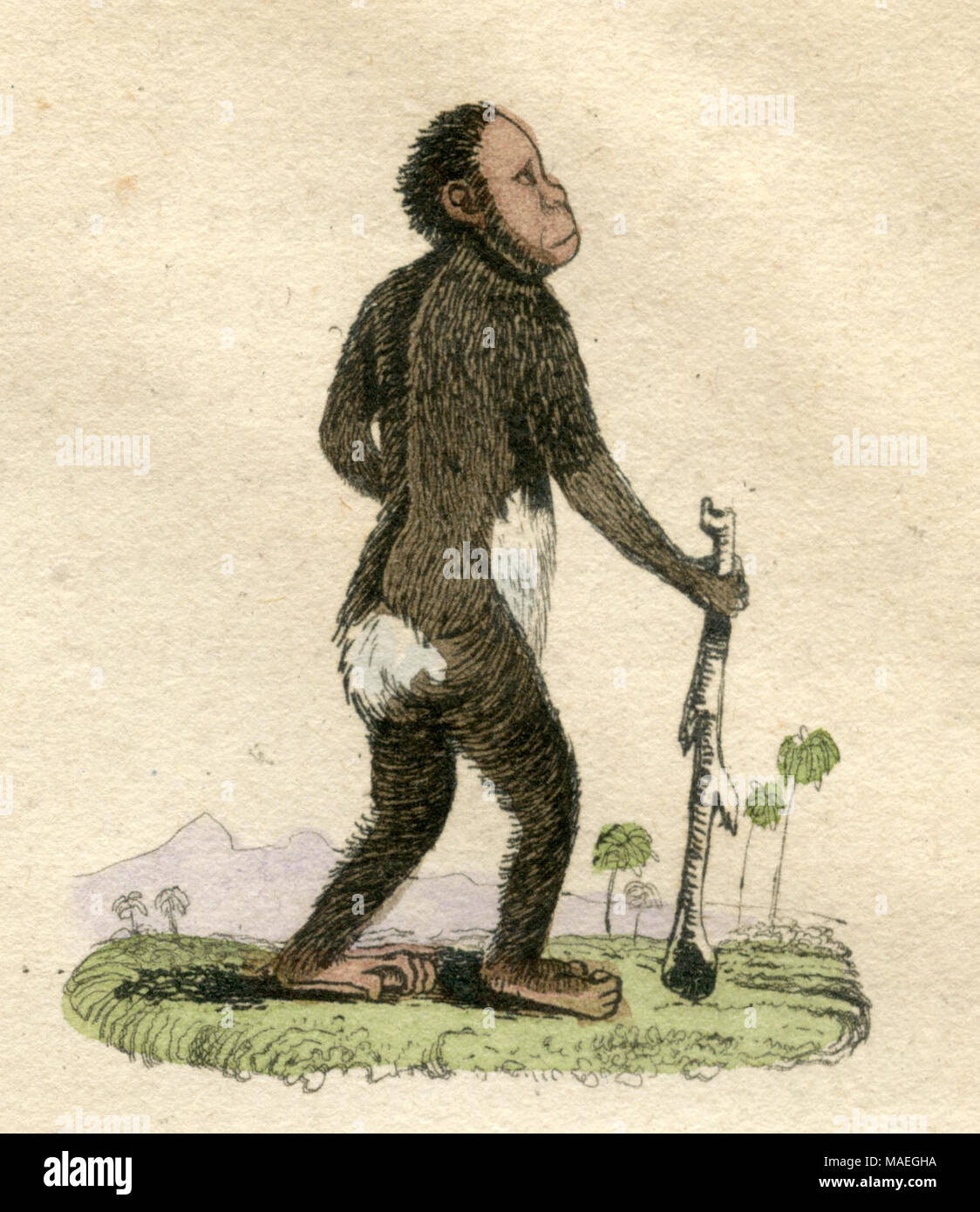 Ape to man drawing hi-res stock photography and images - Alamy