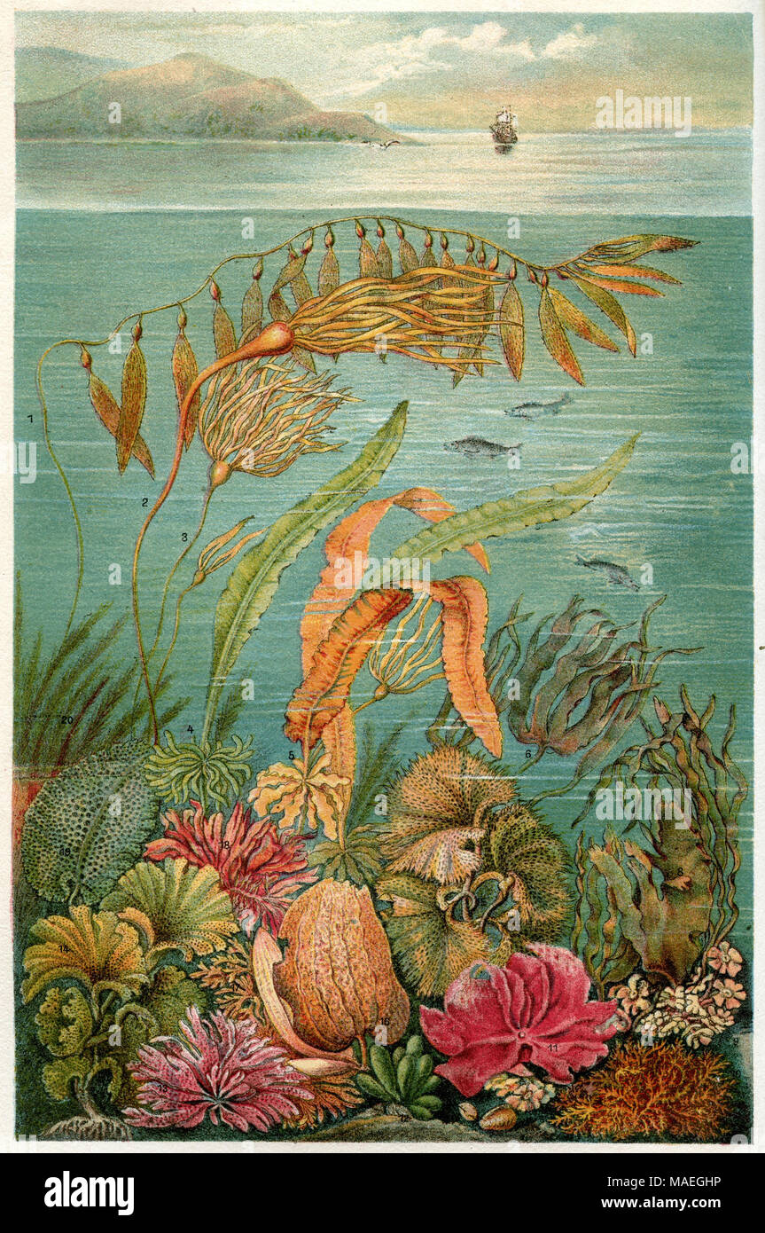 Illustrations of different types of algae hi-res stock photography and ...