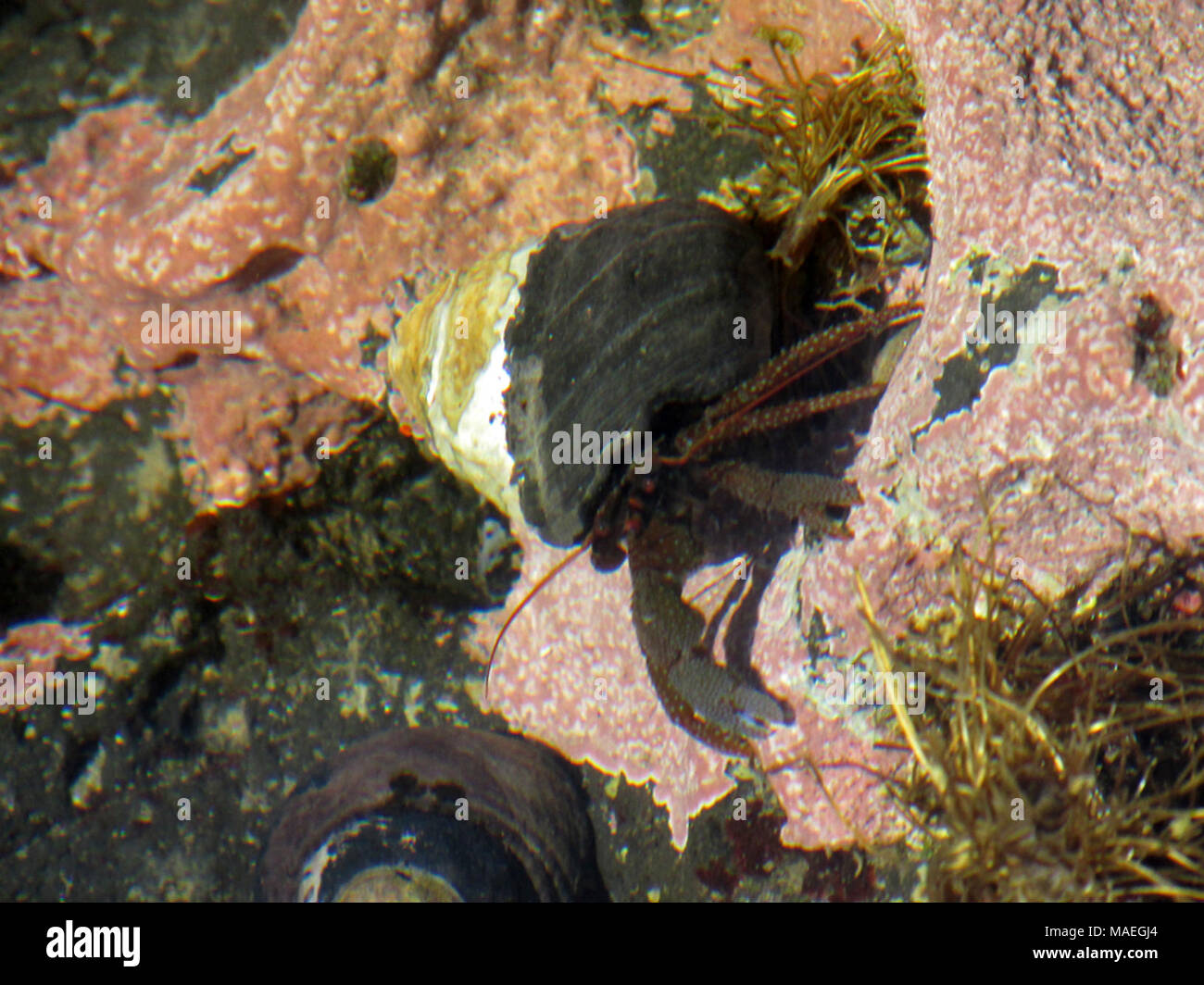 Tidal pool flora and fauna hi-res stock photography and images - Alamy