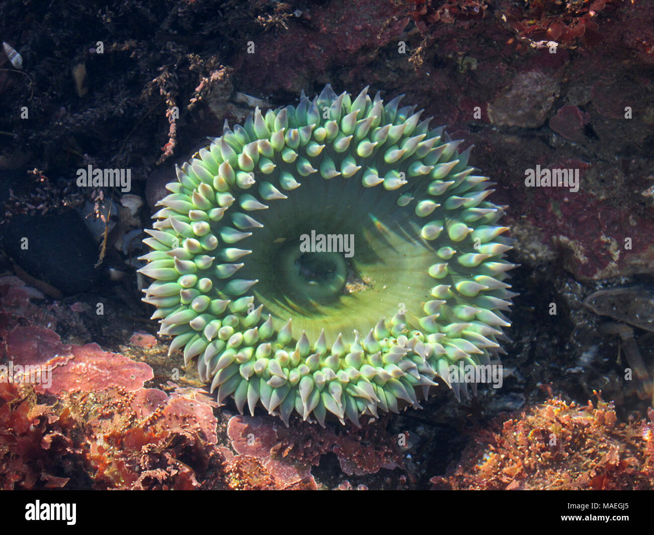Tidal pool flora and fauna hi-res stock photography and images - Alamy