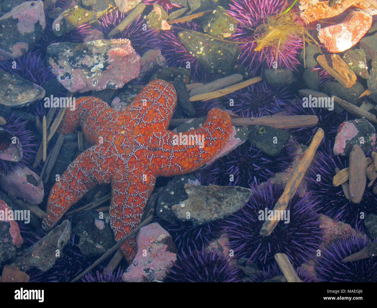 Tidal Pool at Yaquina Head in OR Stock Photo - Alamy