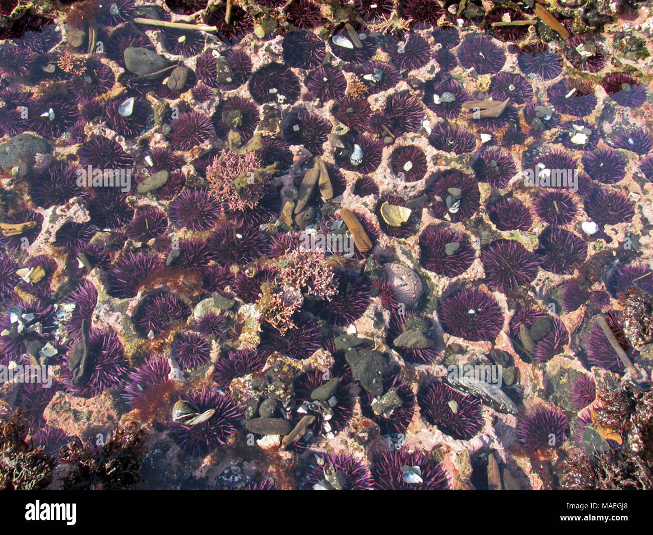 Tidal pool flora and fauna hi-res stock photography and images - Alamy