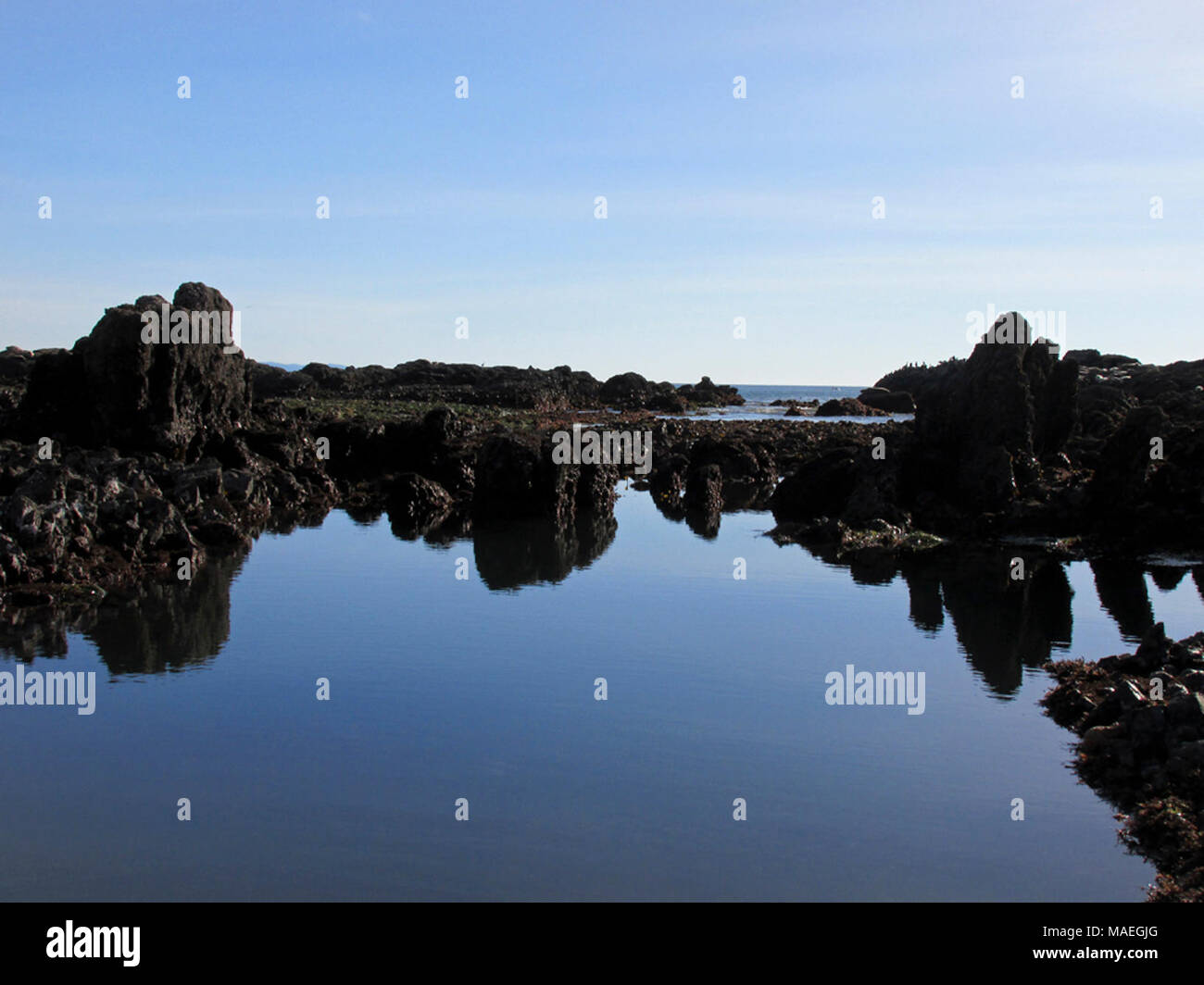 Tidal pool flora and fauna hi-res stock photography and images - Alamy