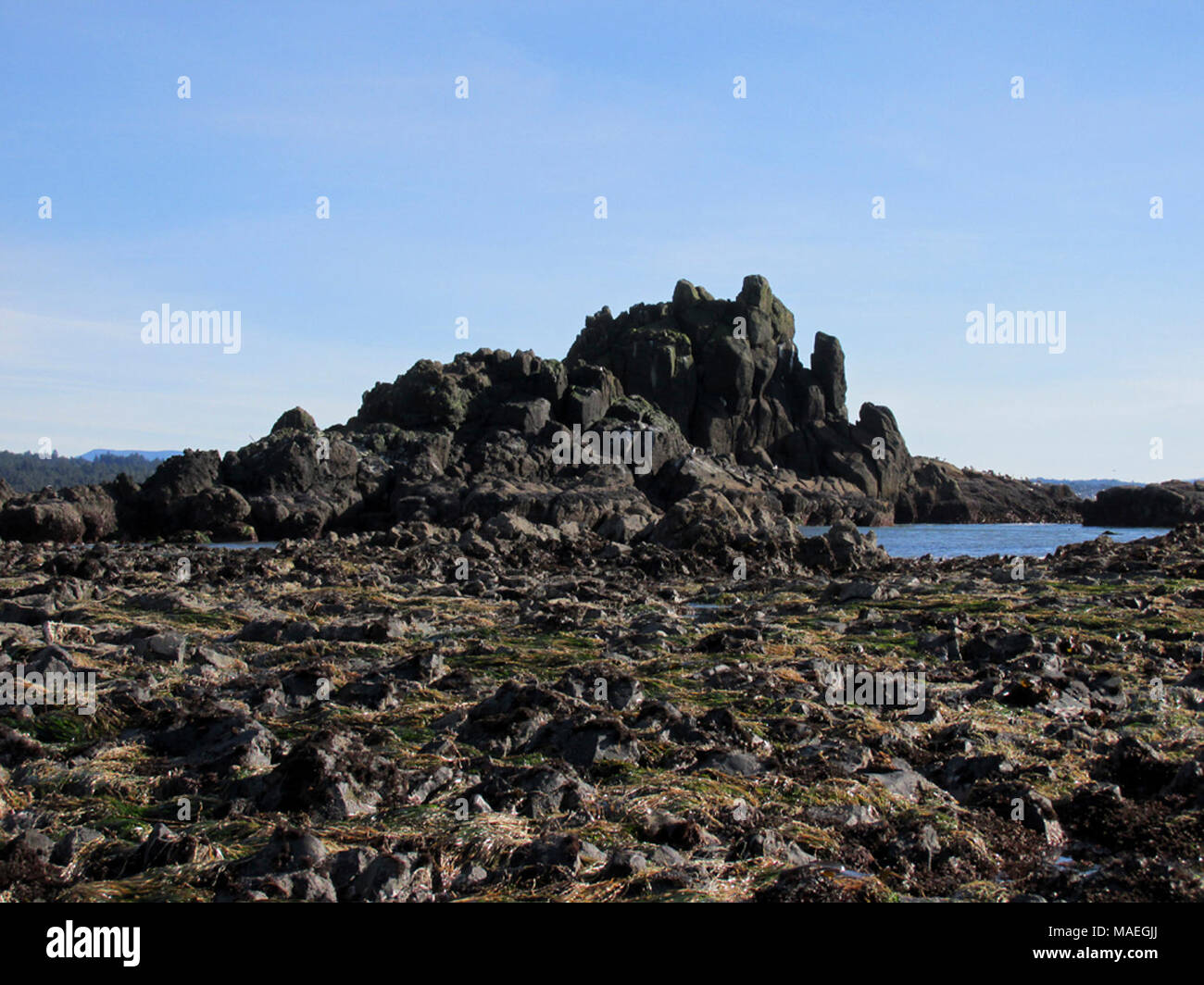 Tidal pool flora and fauna hi-res stock photography and images - Alamy