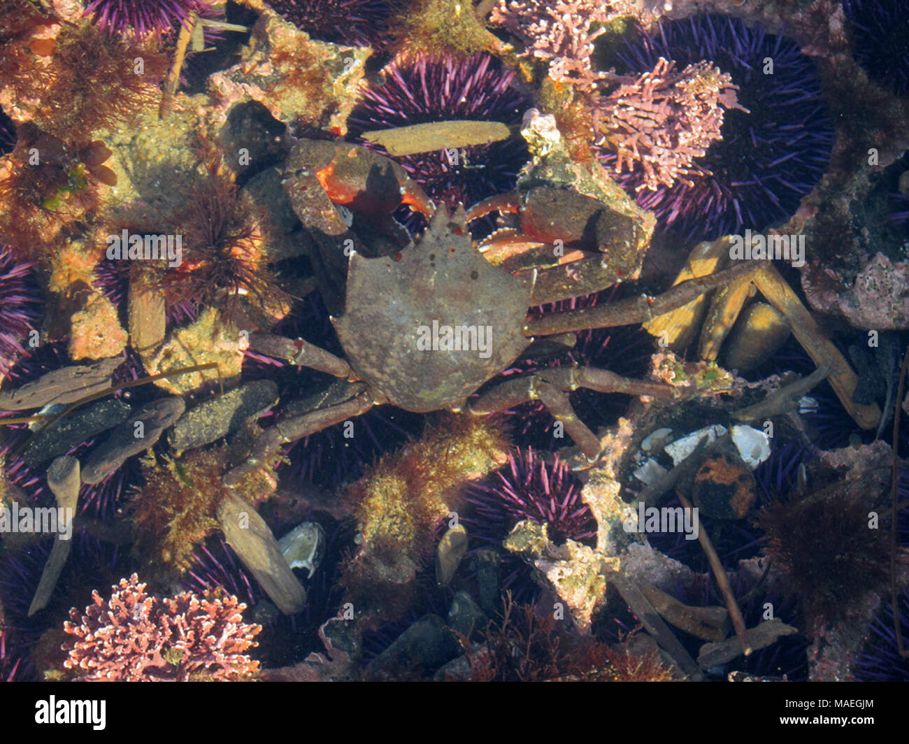 Tidal pool flora and fauna hi-res stock photography and images - Alamy