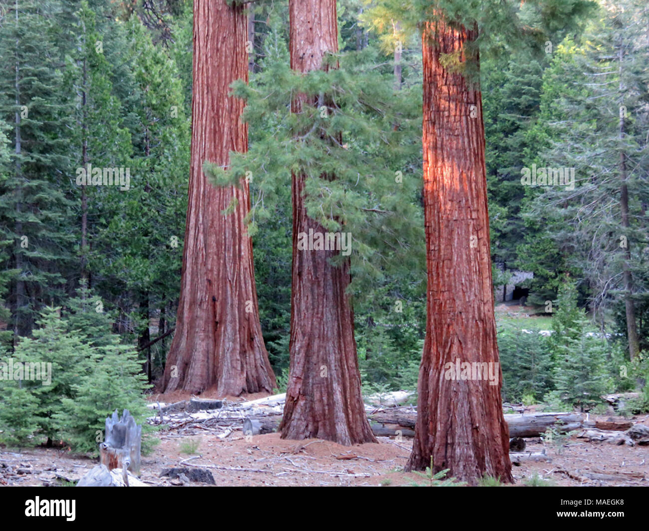 Trail Of 100 Giants at Sequoia NF in CA Stock Photo - Alamy
