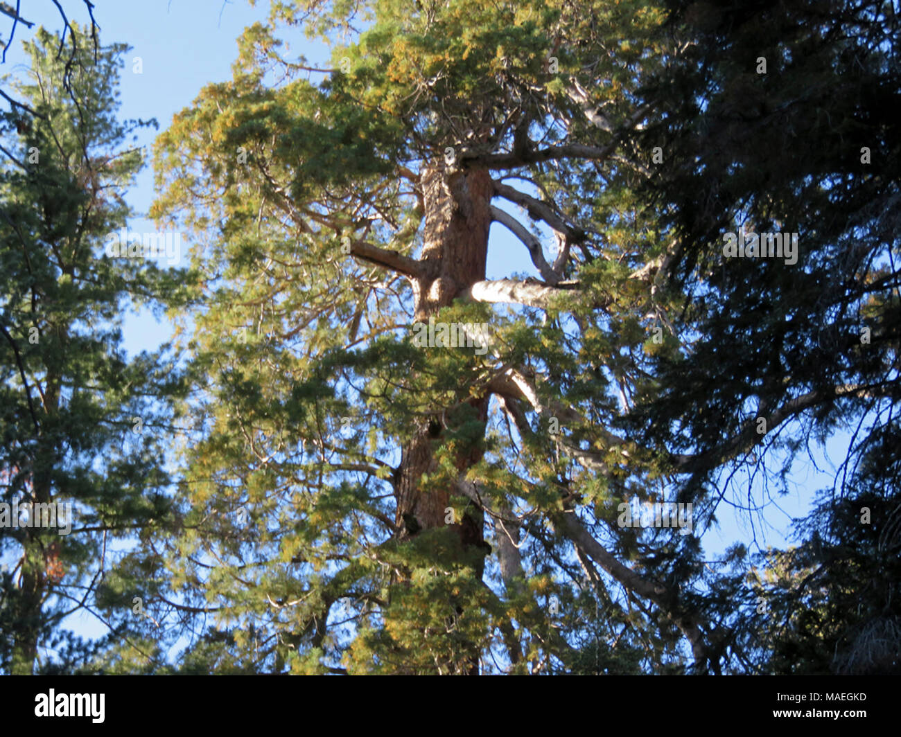 Trail Of 100 Giants at Sequoia NF in CA Stock Photo - Alamy