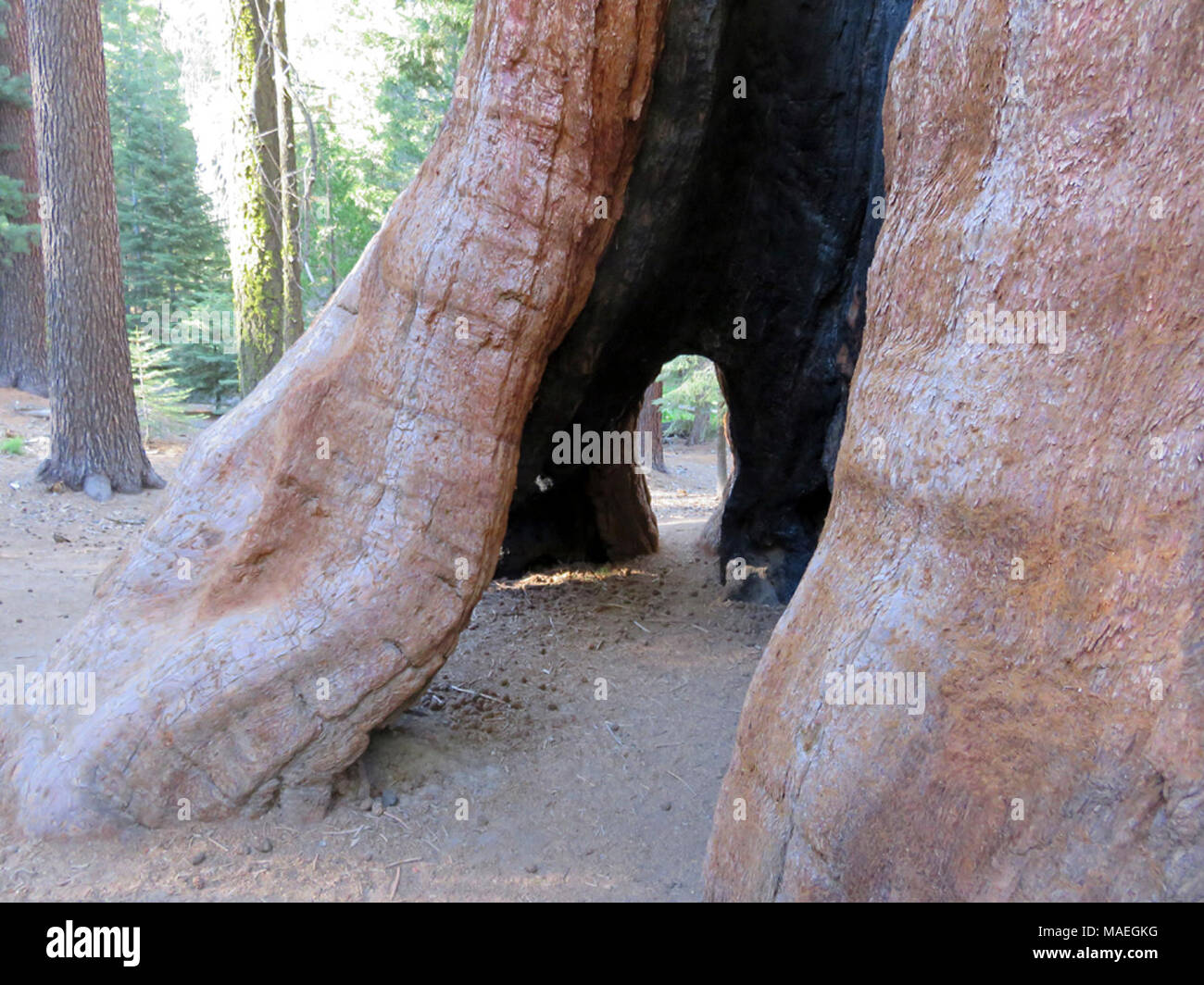 Trail Of 100 Giants at Sequoia NF in CA Stock Photo - Alamy