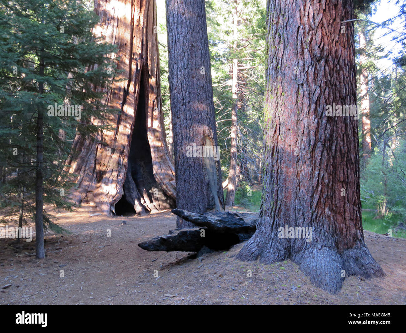 Trail Of 100 Giants at Sequoia NF in CA Stock Photo - Alamy