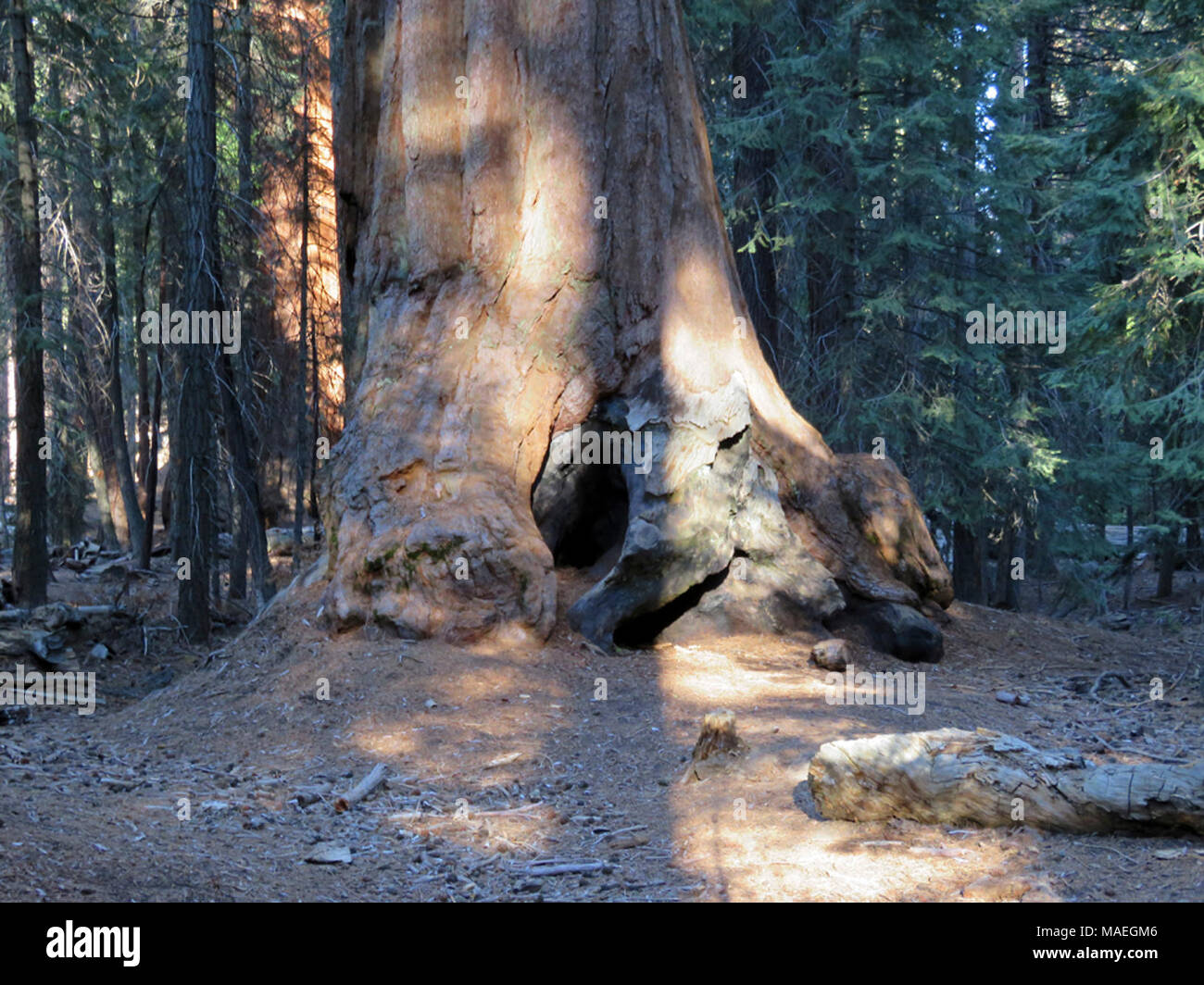Trail Of 100 Giants at Sequoia NF in CA Stock Photo - Alamy