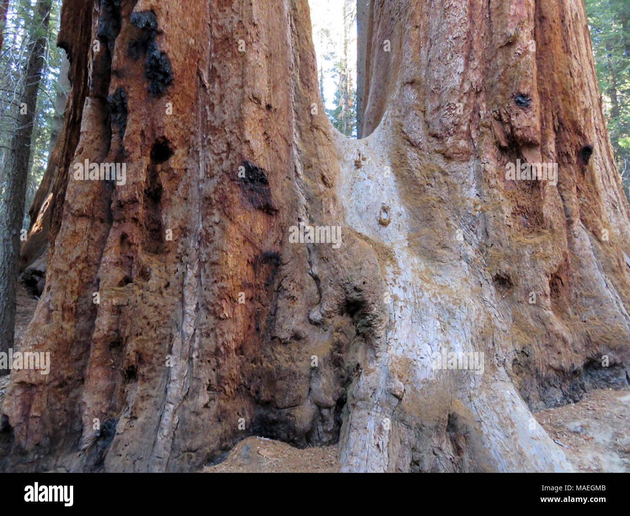 Trail Of 100 Giants at Sequoia NF in CA Stock Photo - Alamy