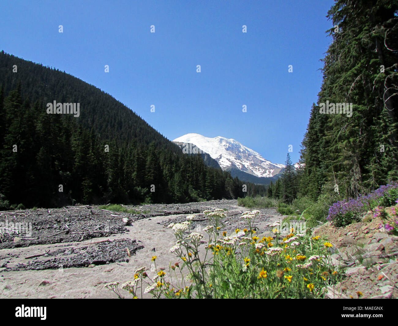 White River at Mt Rainier NP in WA Stock Photo - Alamy