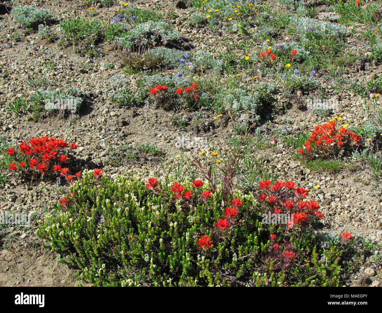 Wildflowers at Mt Rainier NP in WA Stock Photo - Alamy