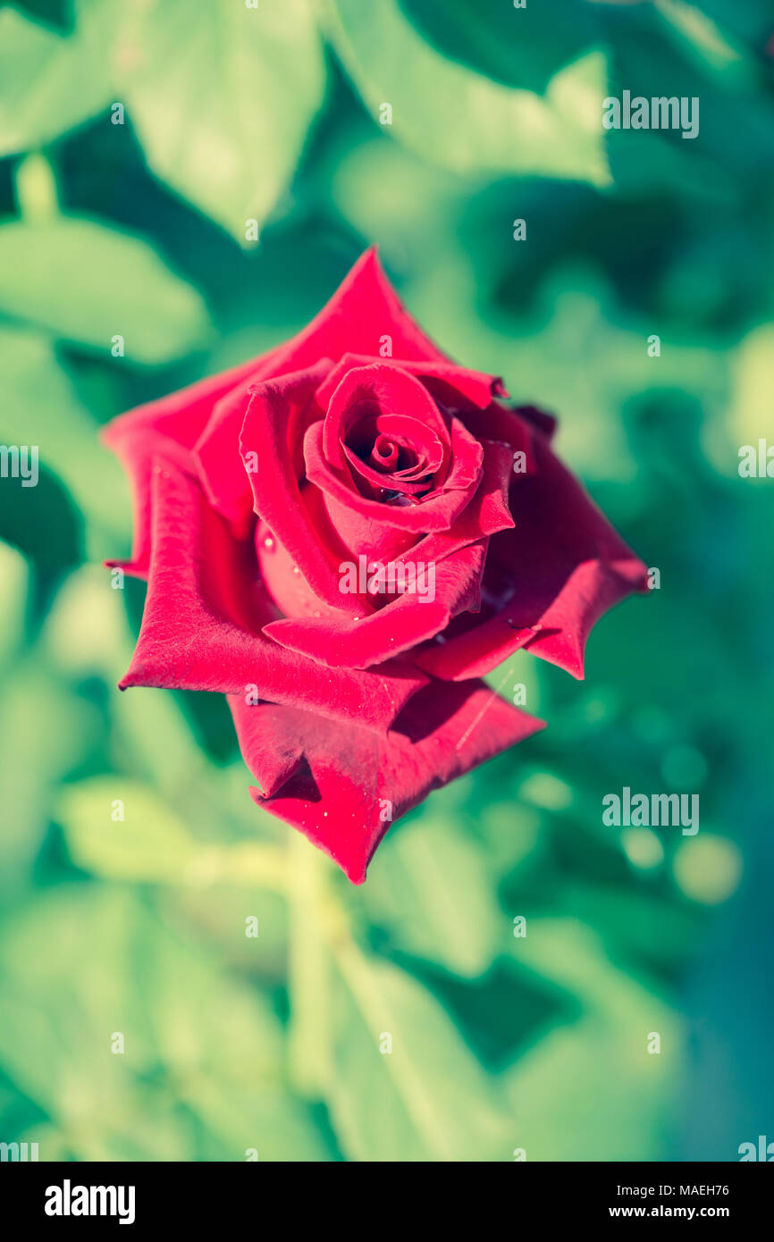 Real wedding bouquet red hi-res stock photography and images - Alamy