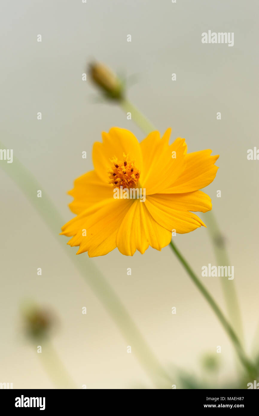 Yellow cosmos flower Stock Photo - Alamy