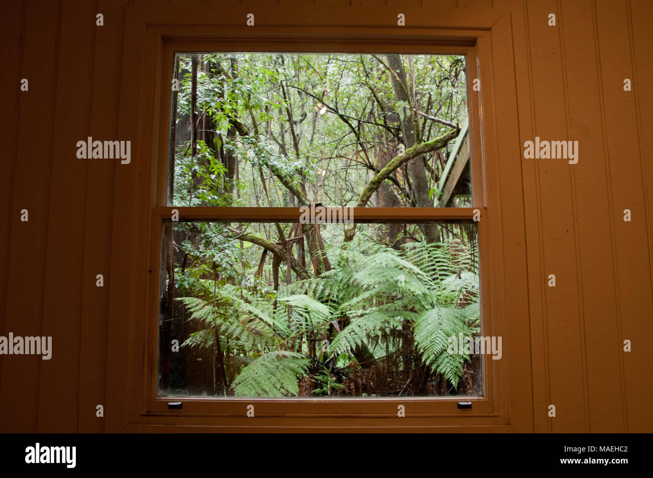 Jungle garden window hi-res stock photography and images - Alamy