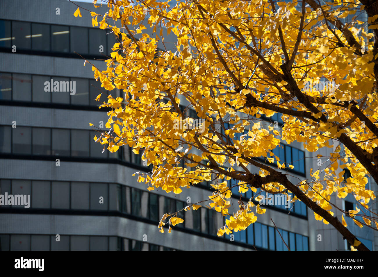 Yellow golden ginkgo in mid winter in Tokyo city in Japan Stock Photo ...