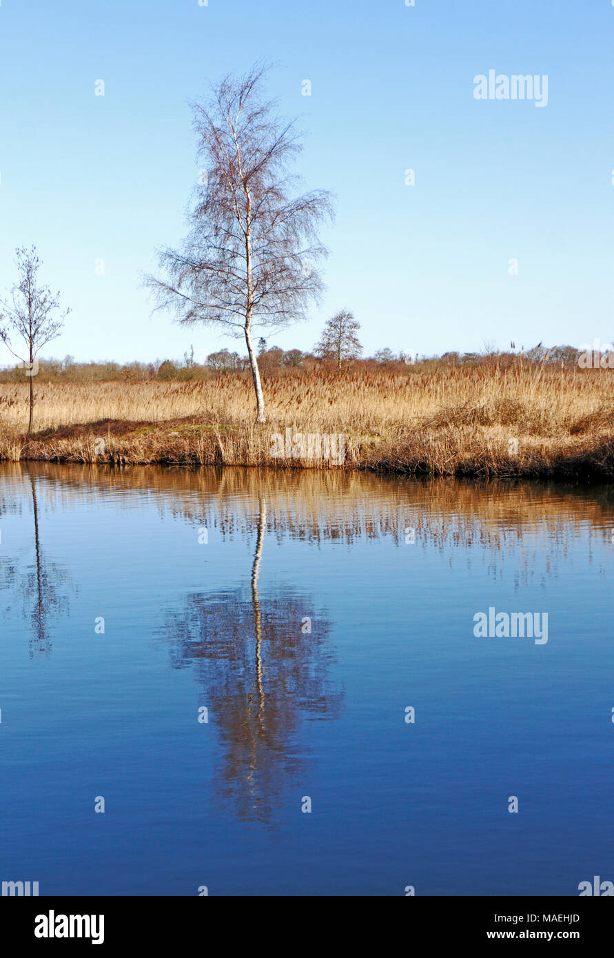 A view of a Silver Birch tree and reflection on the River Ant on the ...