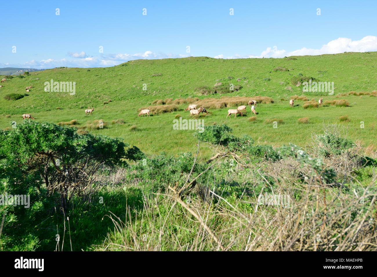 Tule grass hi-res stock photography and images - Alamy