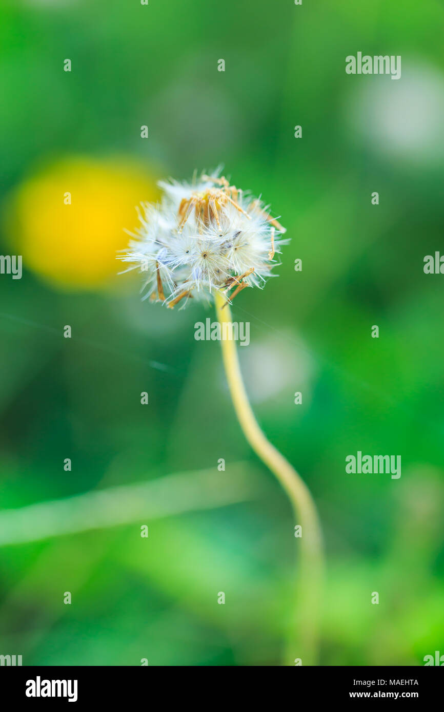 Gress leaf hi-res stock photography and images - Alamy
