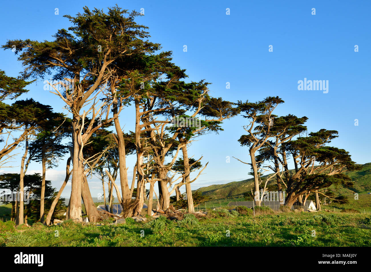Big Trees at Tomale Point Trail Head Stock Photo - Alamy