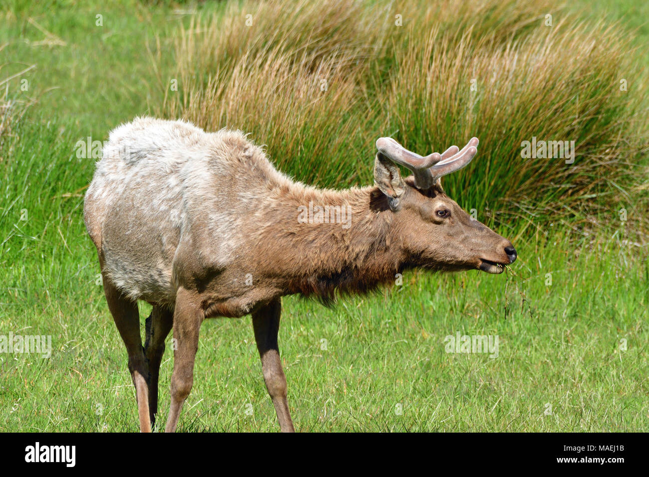 A Bull Elk Calling Mate Stock Photo - Alamy