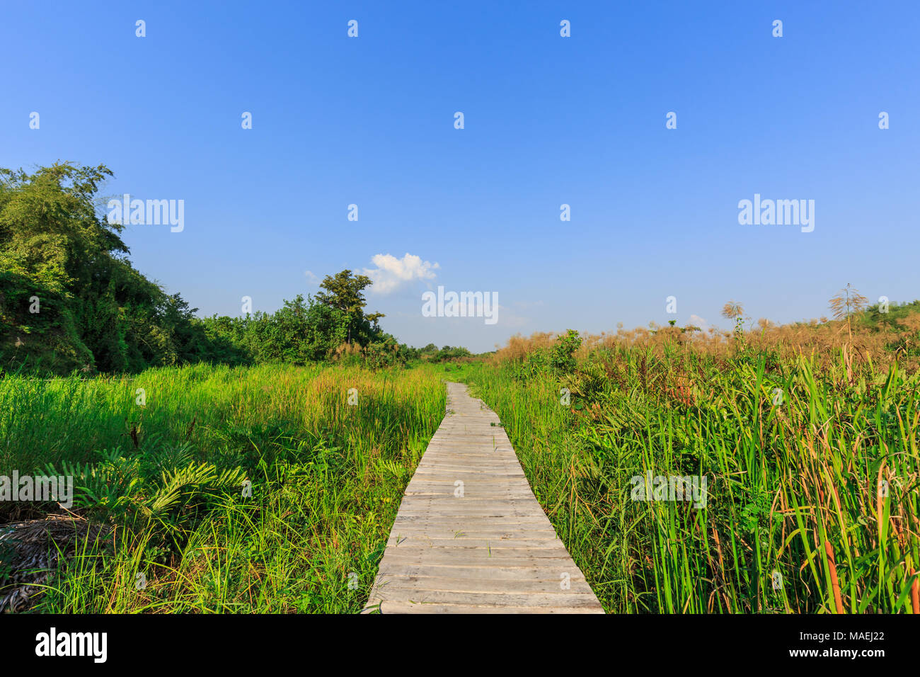 Old wood path hi-res stock photography and images - Alamy