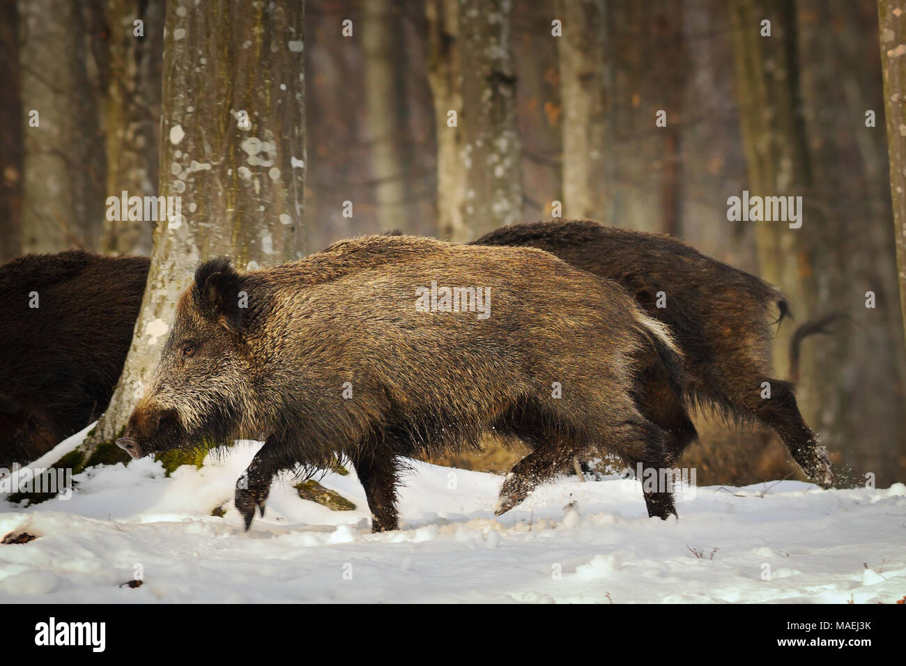 Boar running hi-res stock photography and images - Alamy