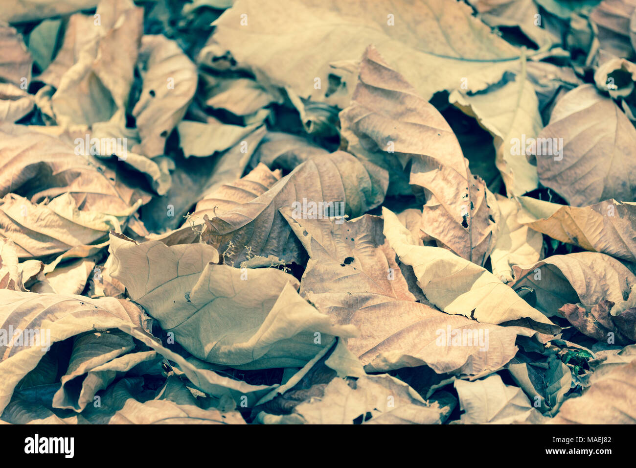 Fallen teak leaf on ground in forest Stock Photo - Alamy