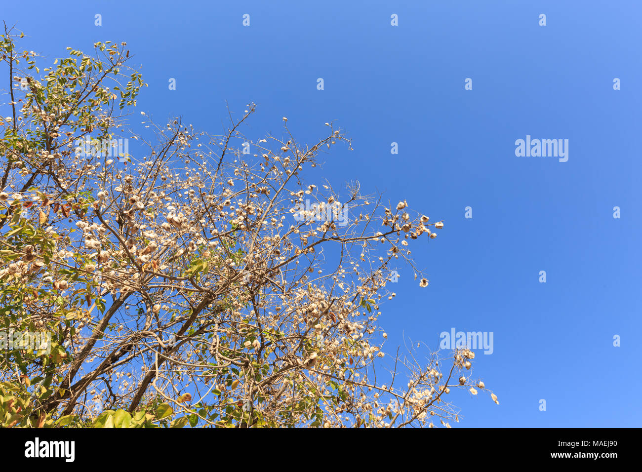 Narra tree hi-res stock photography and images - Alamy