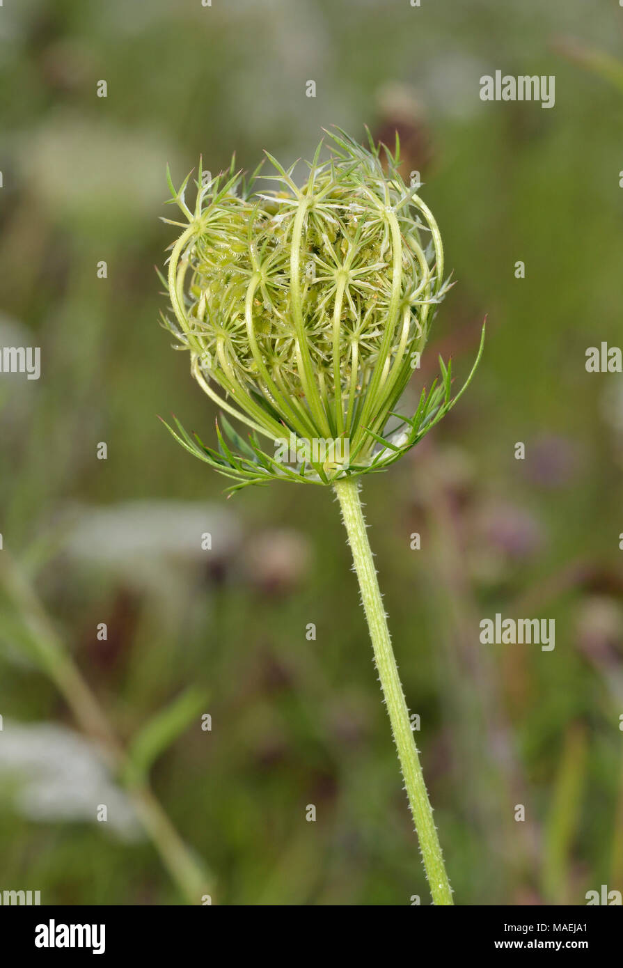 Daucus Carota Seeds