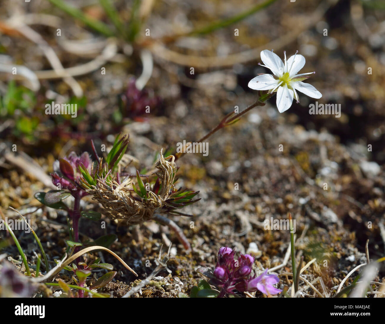 Spring Sandwort - Minuartia verna Growing on old lead mine site, Mendip ...