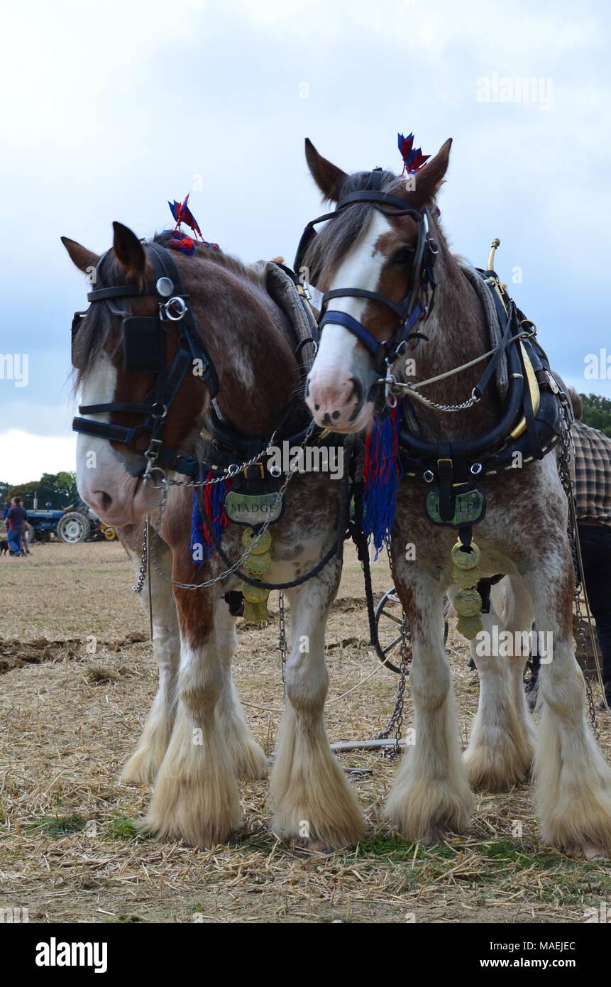 Two large shire horse's at a ploughing match in Southern England Stock ...