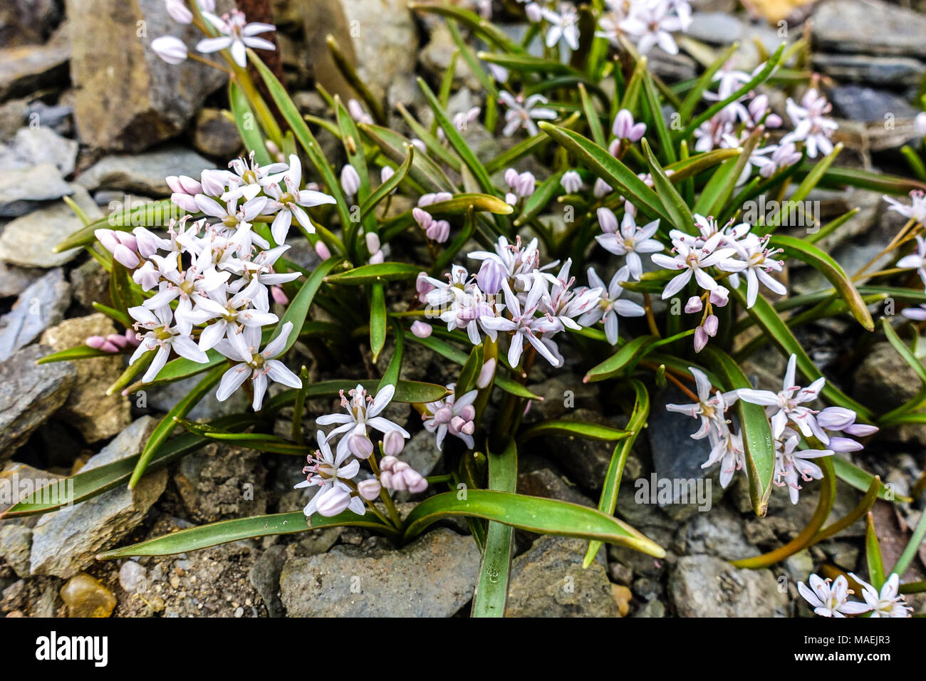 Scilla bifolia " Rosea ", Alpine squill Stock Photo - Alamy