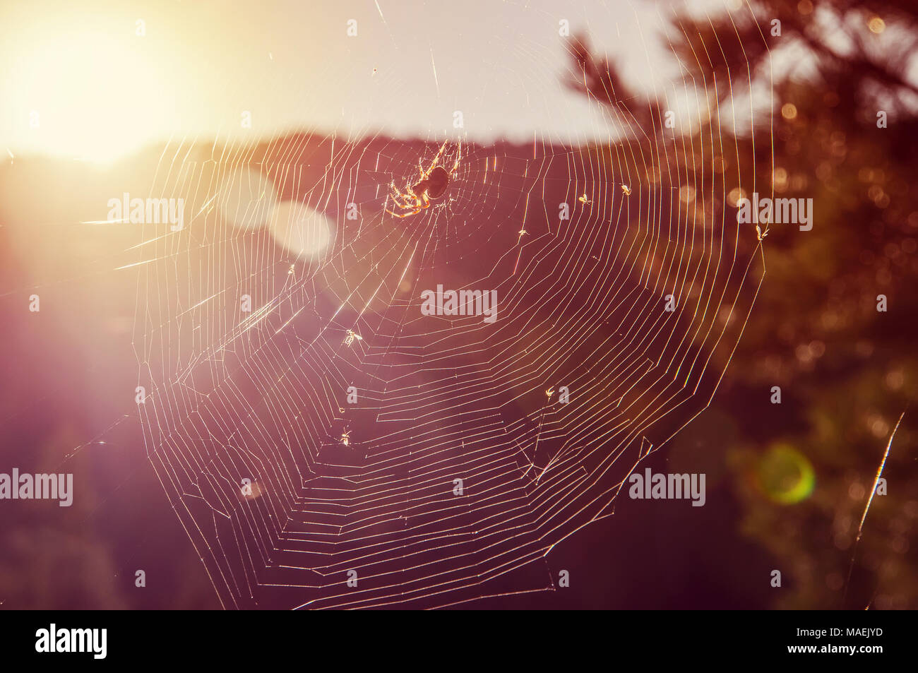 Strings of a spider's web in back light in forest. web with a spider in ...