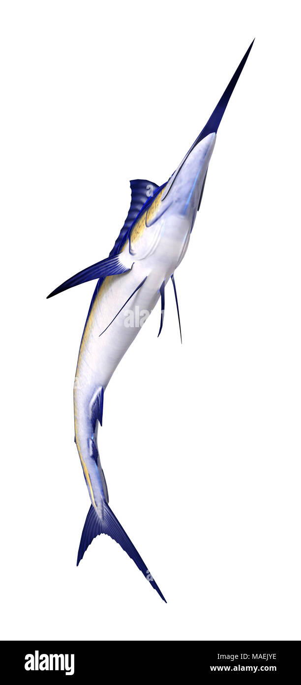 3D rendering of a marlin fish isolated on white background Stock Photo ...