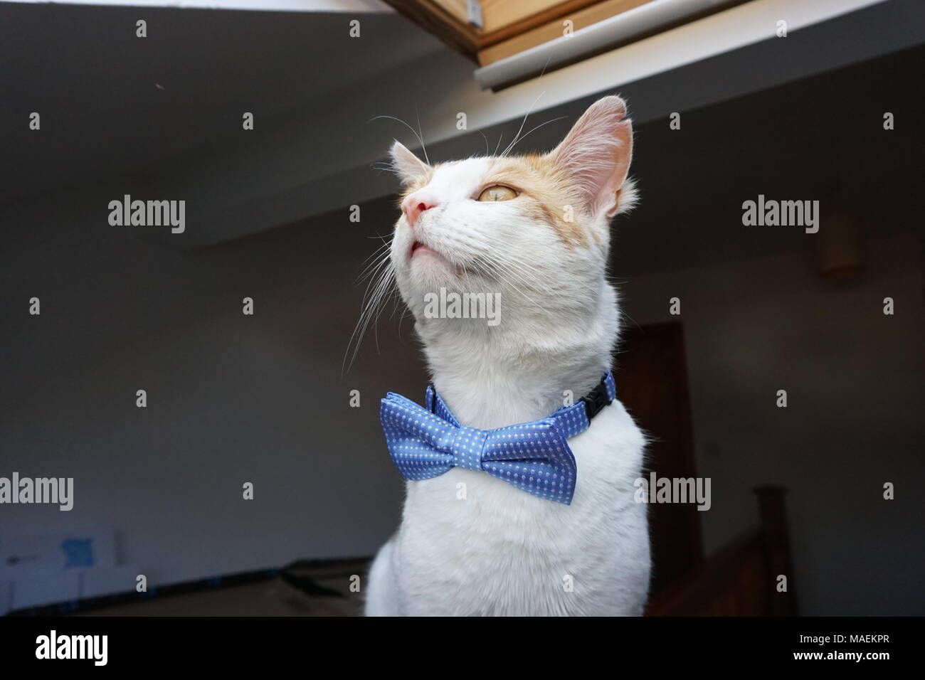 White & Ginger Cat Models Bow Tie Stock Photo - Alamy