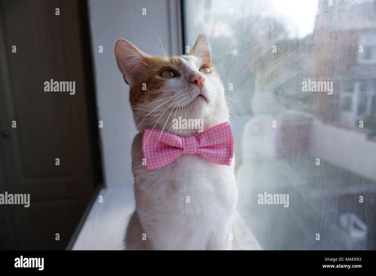White & Ginger Cat Models Bow Tie Stock Photo - Alamy